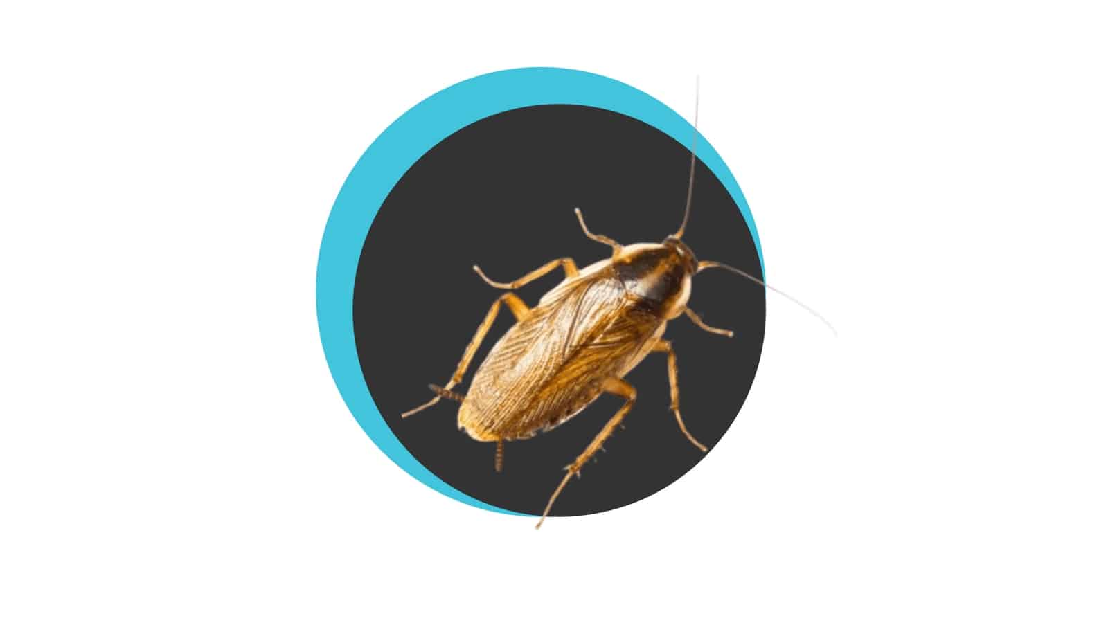 German Cockroach | Zunex Pest Control