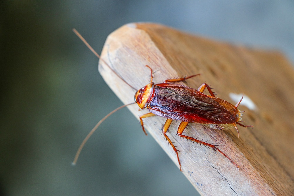 5 Ways to Avoid Cockroach Bites for Good! - Zunex Pest Control