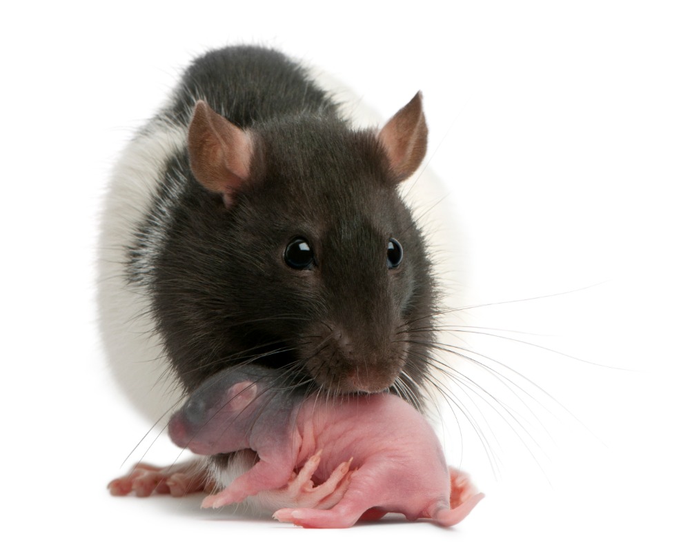 Baby Rat vs. Mouse: What Rodents are Indoors? - Zunex Pest Control