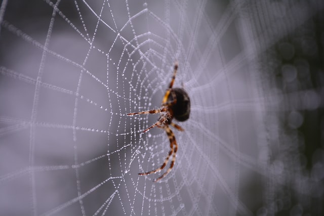 Can Spiders Survive in the Cold? - Zunex Pest Control