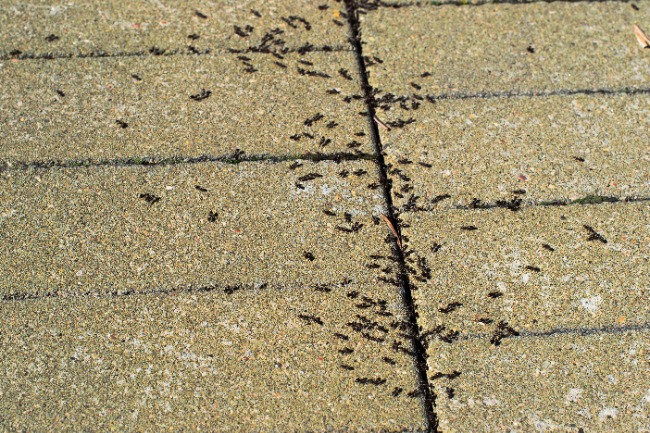 Pavement Ants vs. Carpenter Ants: Identify & Eliminate - Zunex Pest Control