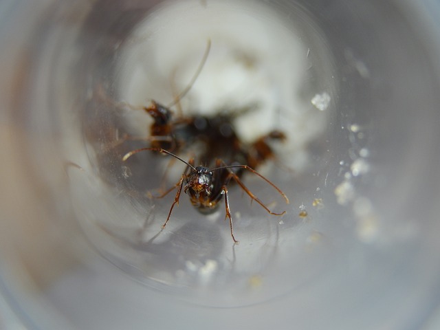 What Attracts Carpenter Ants? Top 3 Attractants - Zunex Pest Control