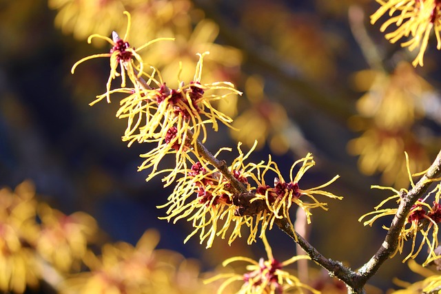 How to Use Witch Hazel for Mosquito Bites - Zunex Pest Control