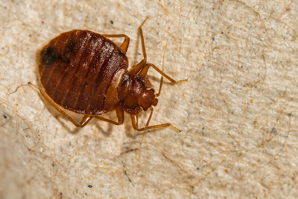 Can Bed Bugs Make You Sick? - Zunex Pest Control