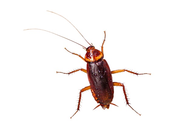 How to Get Rid of American Roaches - Zunex Pest Control