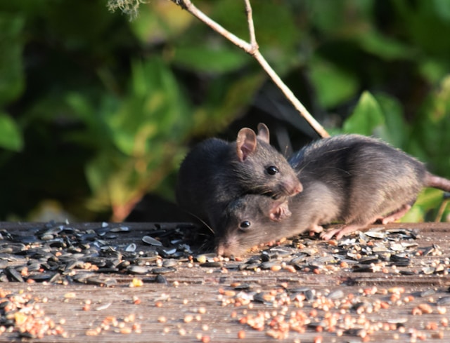 Do Rats Come Out During The Day? - Zunex Pest Control