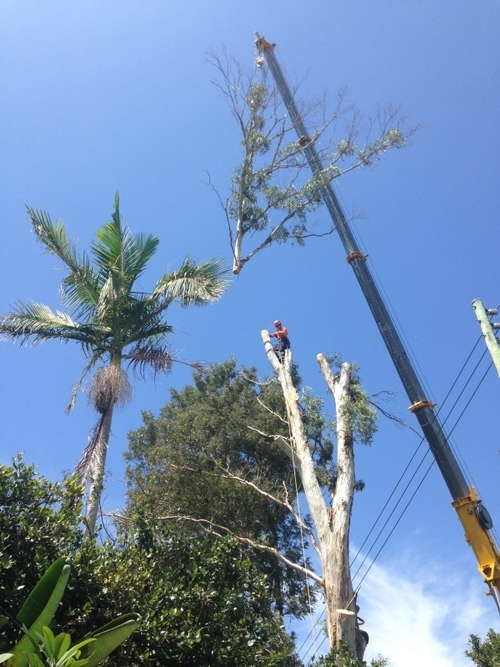 Local Arborists Bass Coast & Phillip Island | Tree Needs Tree Removal