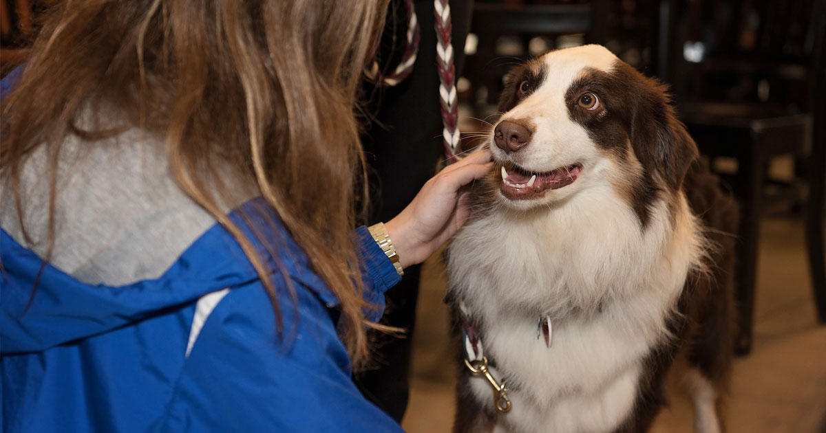 Animal Welfare Programs