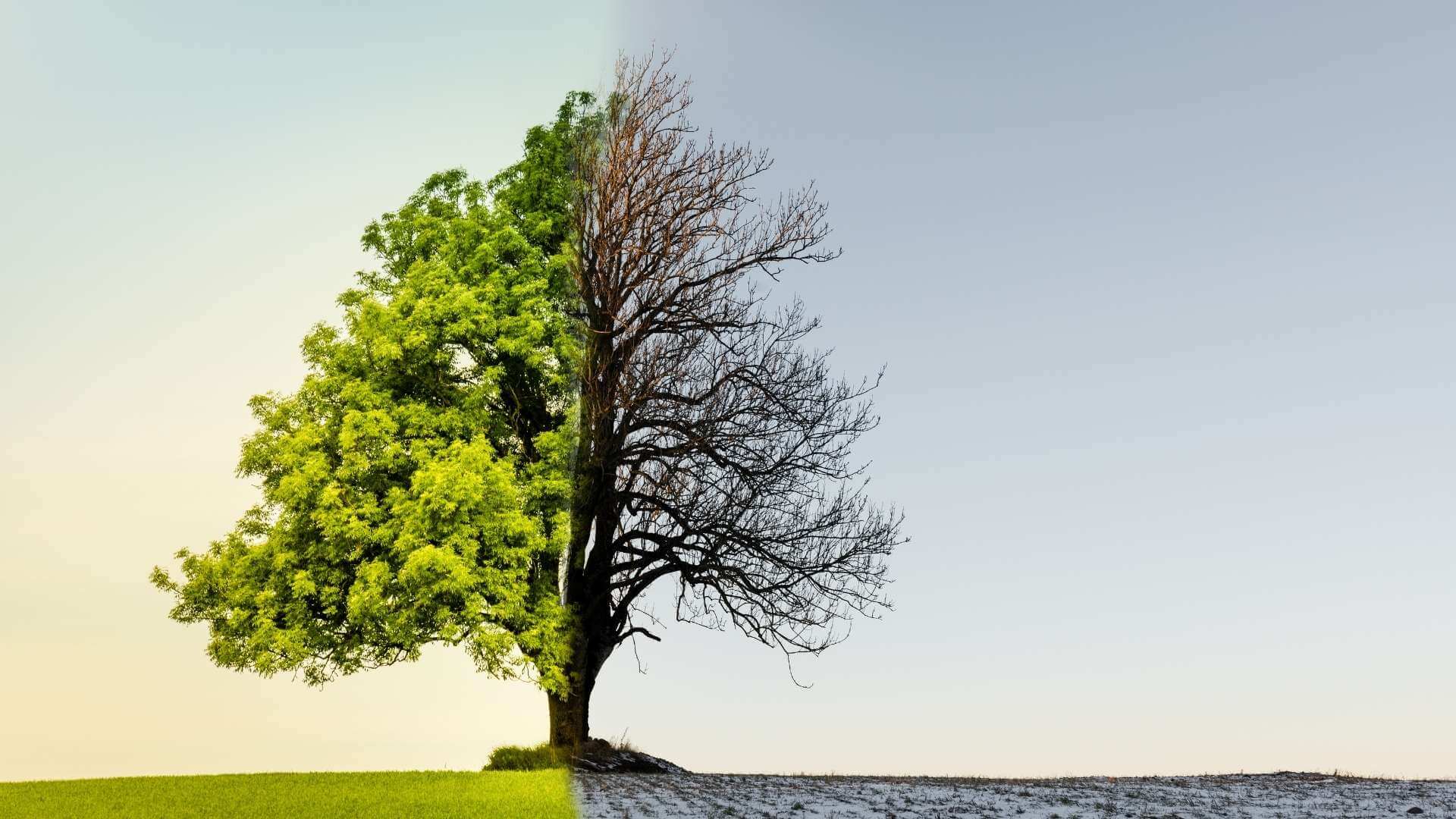 Află mai multe despre Schimbari climatice — Nature Talks