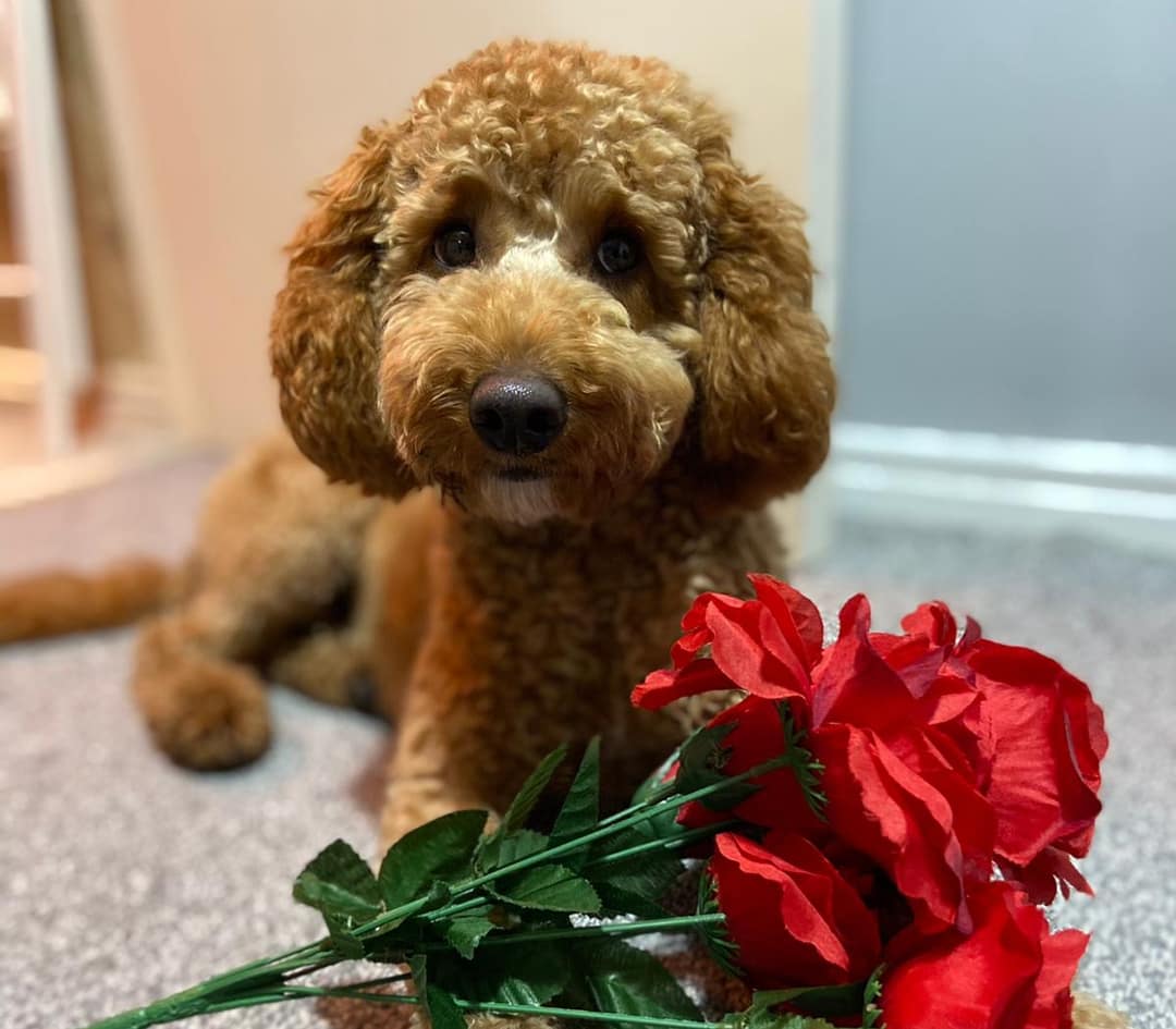 Canoodle My Poodle | Miniature Poodle Stud Dog