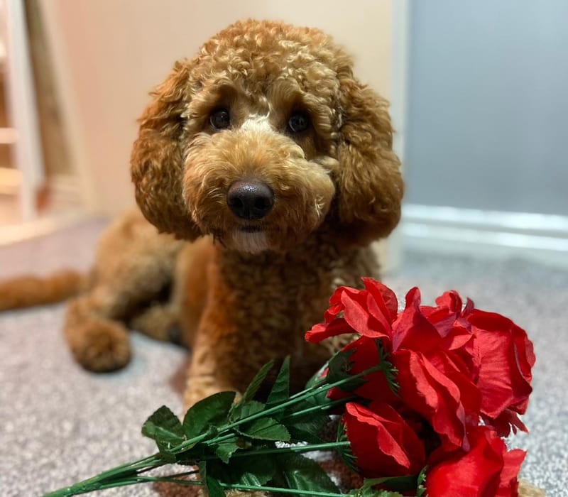 Canoodle My Poodle | Miniature Poodle Stud Dog