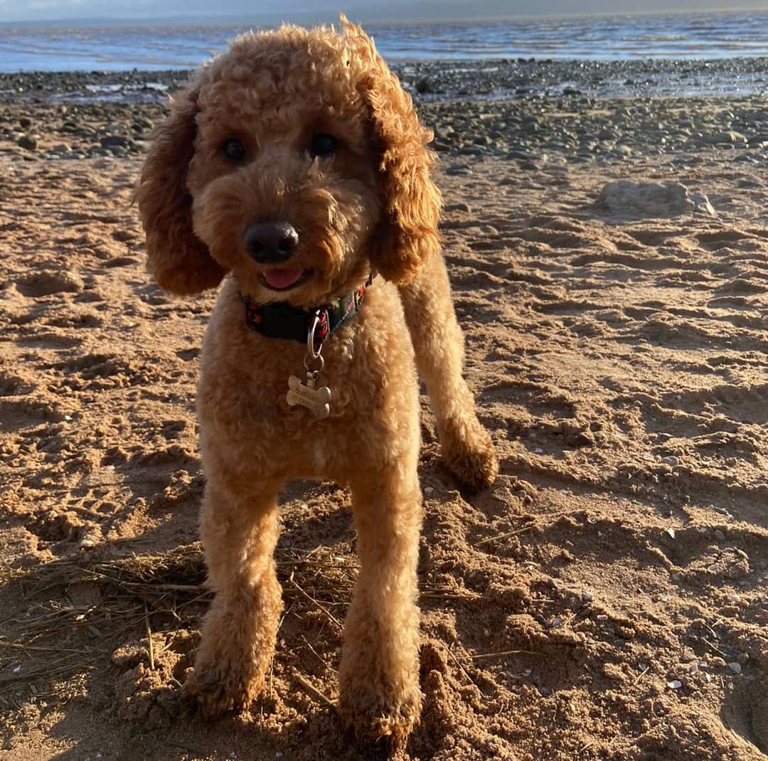 Canoodle My Poodle | Miniature Poodle Stud Dog