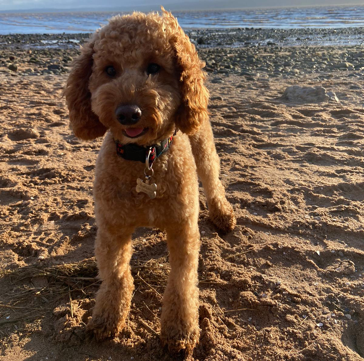 Canoodle My Poodle | Miniature Poodle Stud Dog