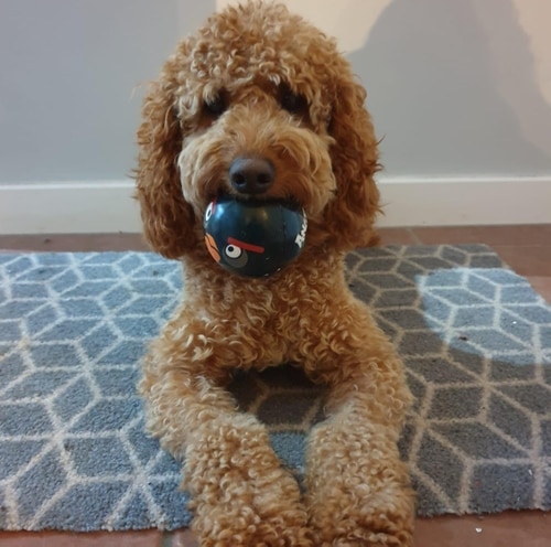 Canoodle My Poodle | Miniature Poodle Stud Dog