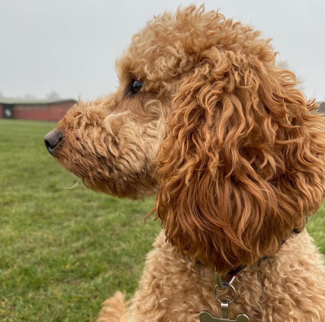 Canoodle My Poodle | Miniature Poodle Stud Dog