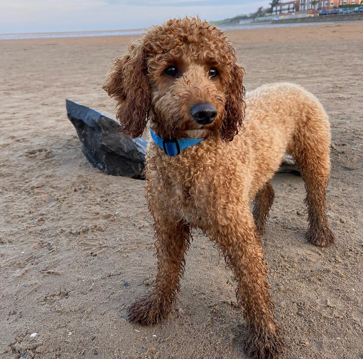 Canoodle My Poodle | Miniature Poodle Stud Dog