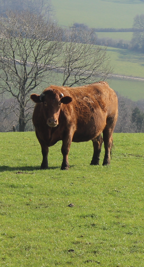 Derbyshire Farm Vets | Commercial Dairy, Beef & Sheep Vets