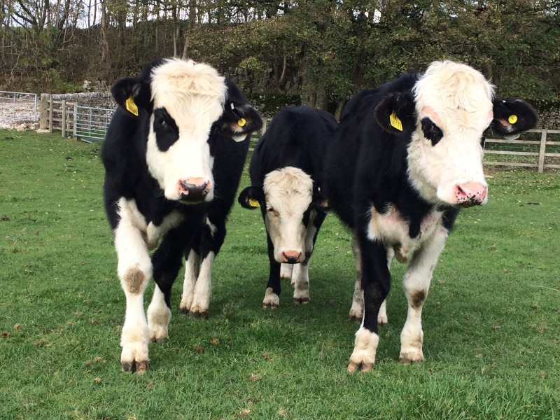 Derbyshire Farm Vets | Commercial Dairy, Beef & Sheep Vets