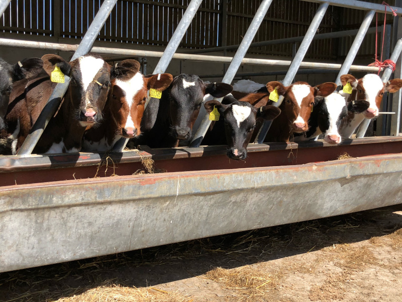 Derbyshire Farm Vets | Commercial Dairy, Beef & Sheep Vets