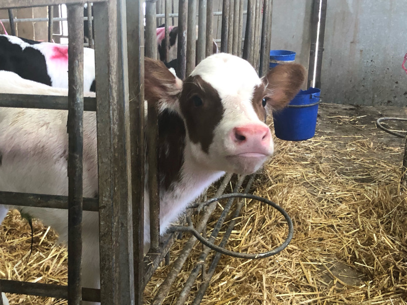 Derbyshire Farm Vets | Commercial Dairy, Beef & Sheep Vets