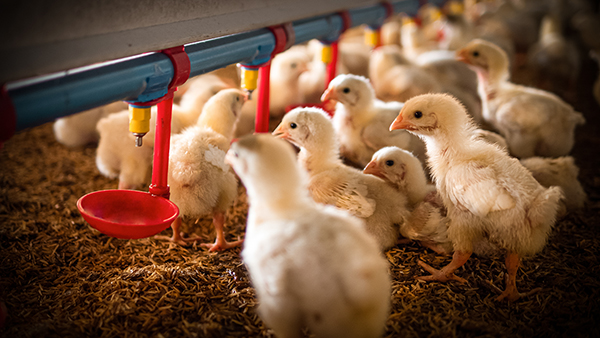 Maintain a Chicken Water Feeding System with a Spin Down Filter • Vu-Flow