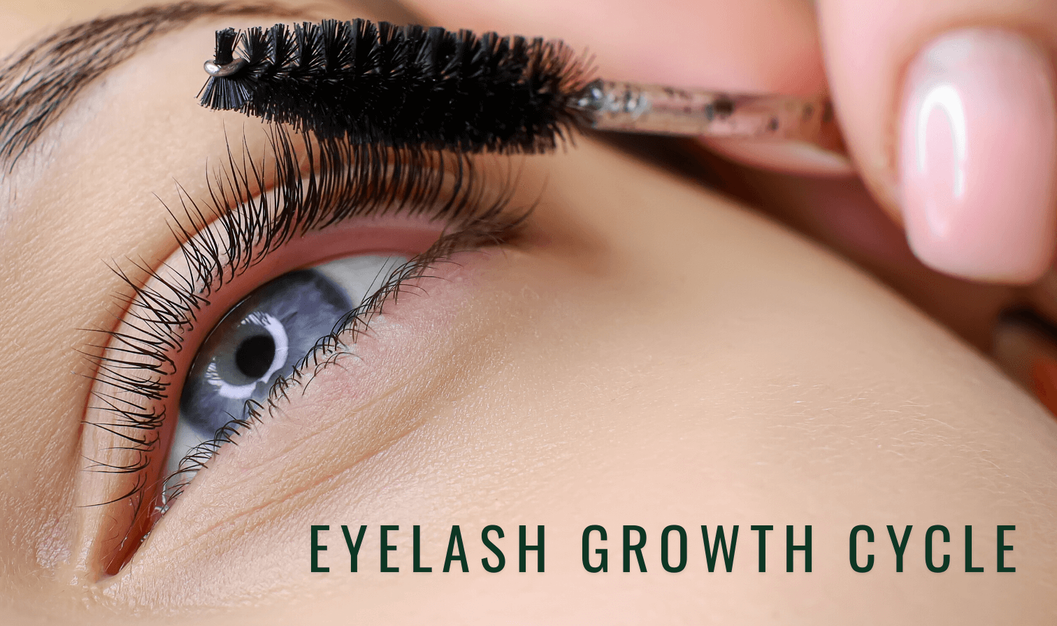 EYELASH GROWTH CYCLE