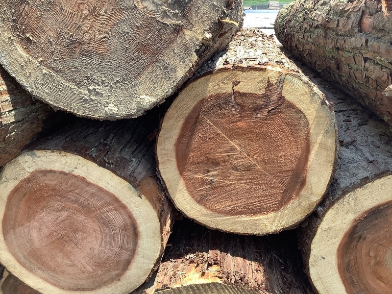 Japanese Timber Australia | Premium Export Timber