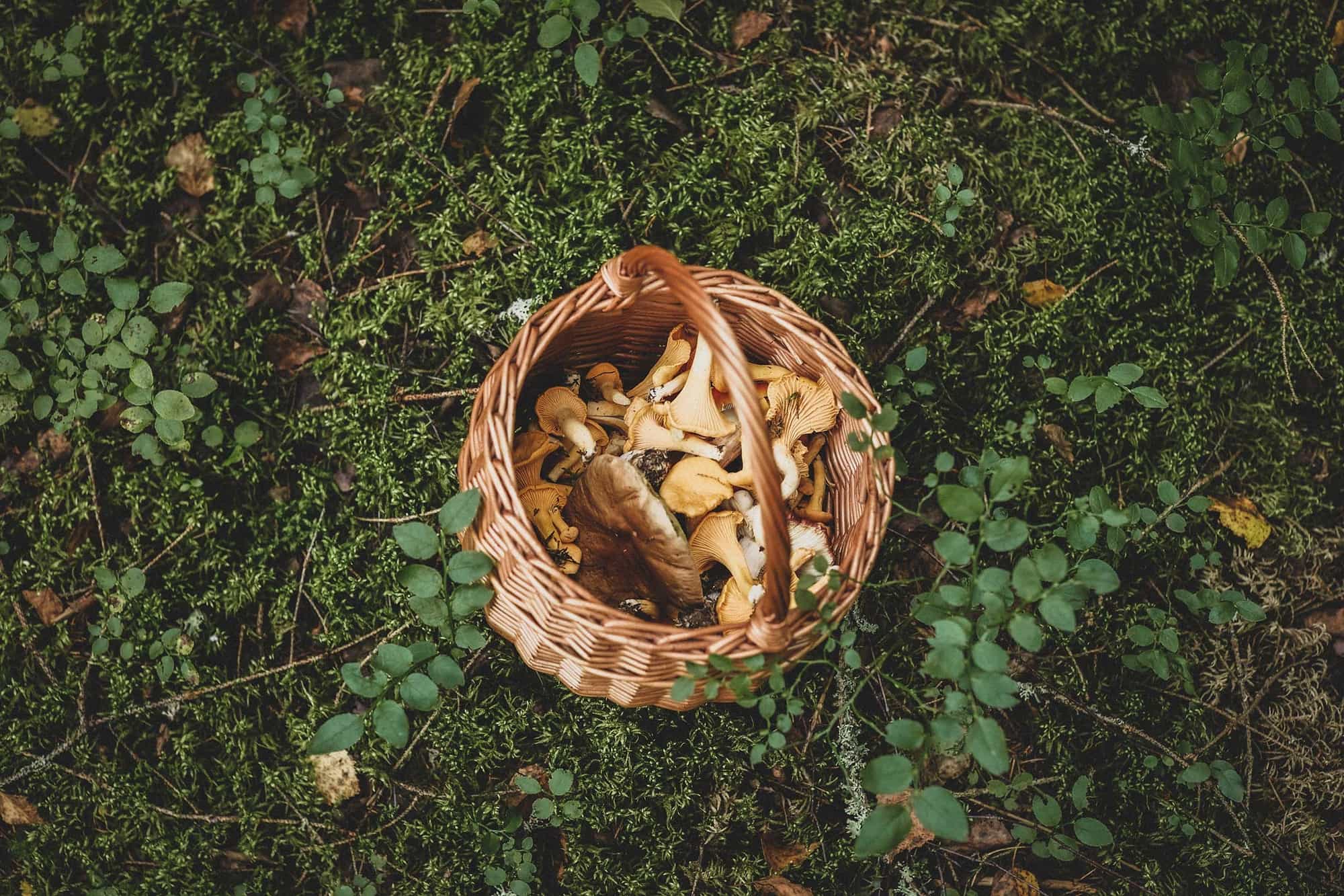 Forage Box - Foraging Workshops and Wild Food Specialists