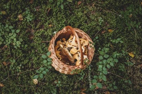 Forage Box - Foraging Workshops and Wild Food Specialists
