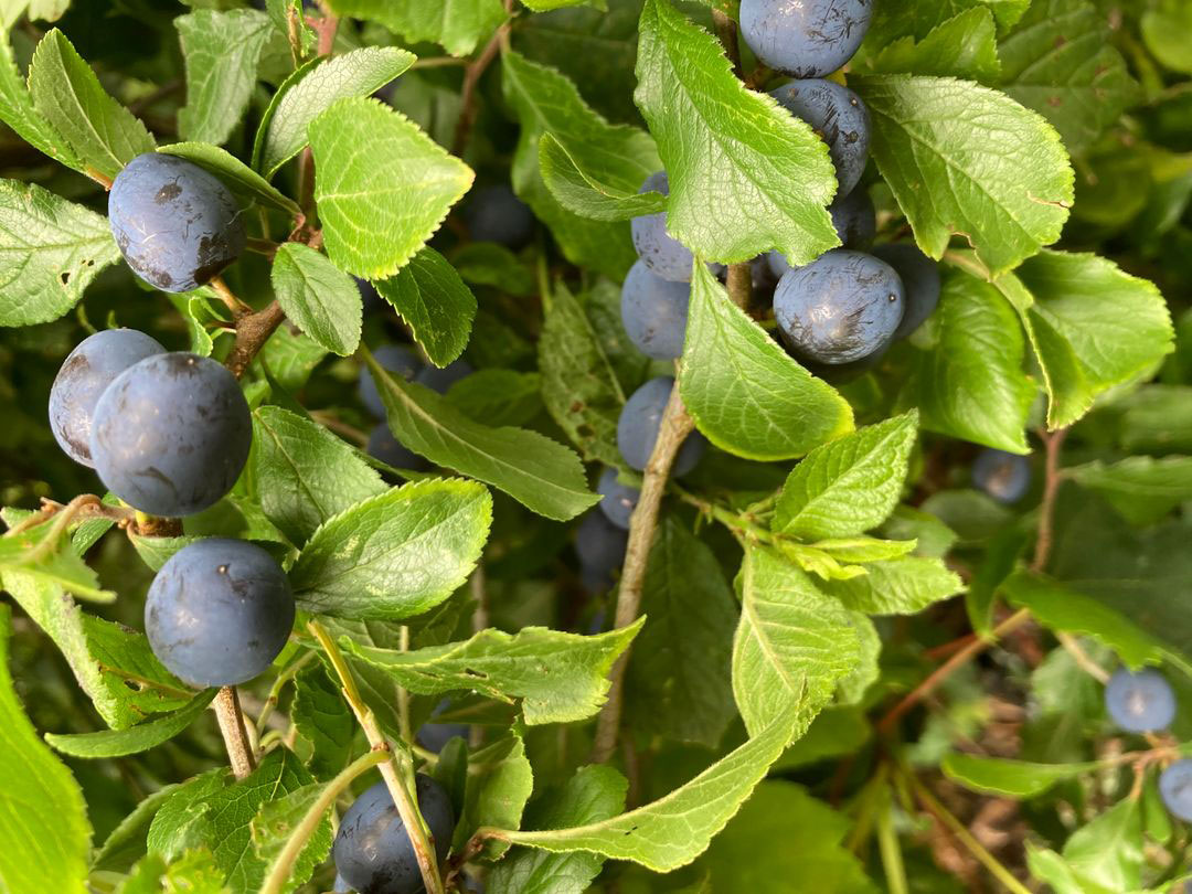 Forage Box - Foraging Workshops and Wild Food Specialists