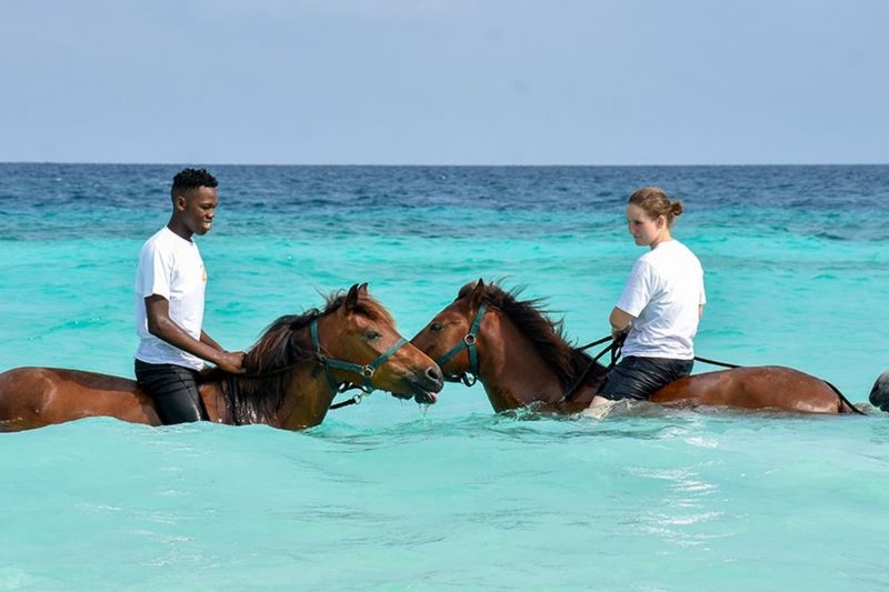 30 Minute swim with the horses | Zanzibar Horse Club