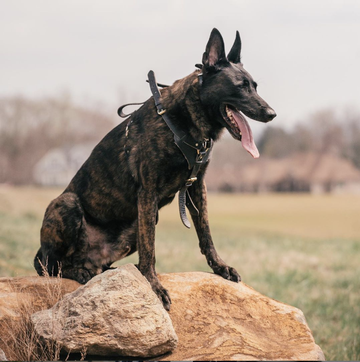 Coastline K9 - Dog Training & Protection Dogs