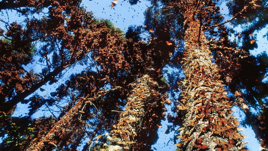 Behind the Mist of the Tropical Andes: The Incredible and Essential ...