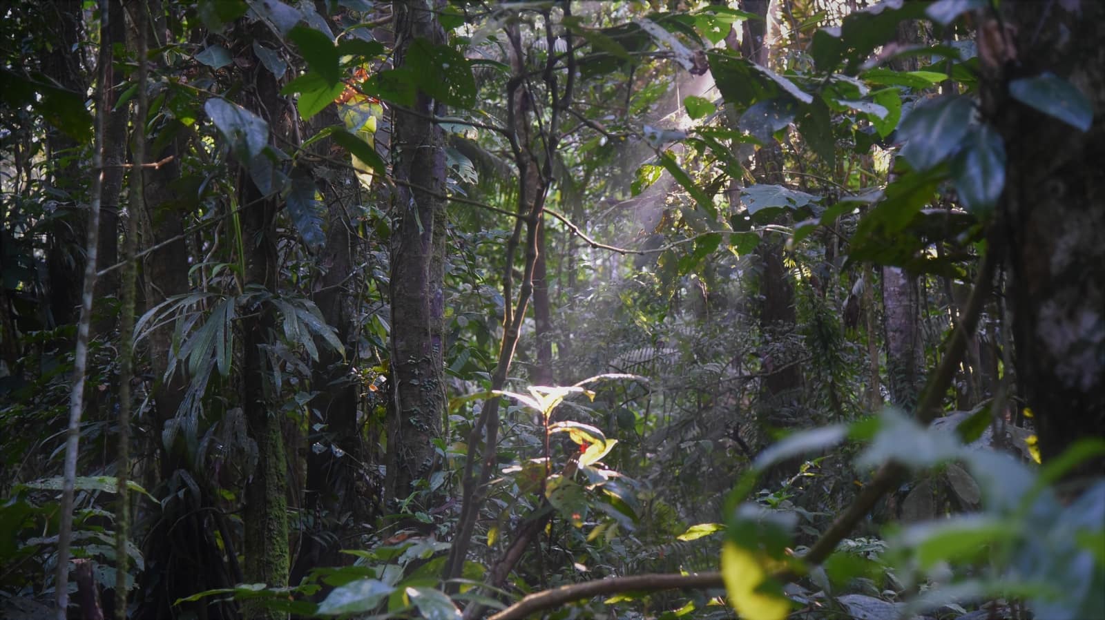 Why do we need World Rainforest Day?
