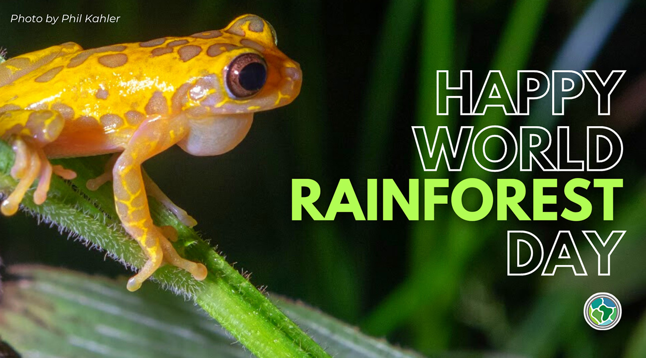 World Rainforest Day 2022: The Time is Now