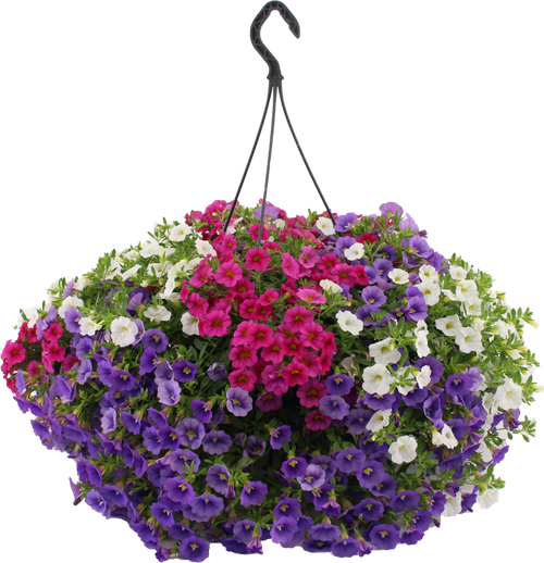 Blooming Joy Collectie