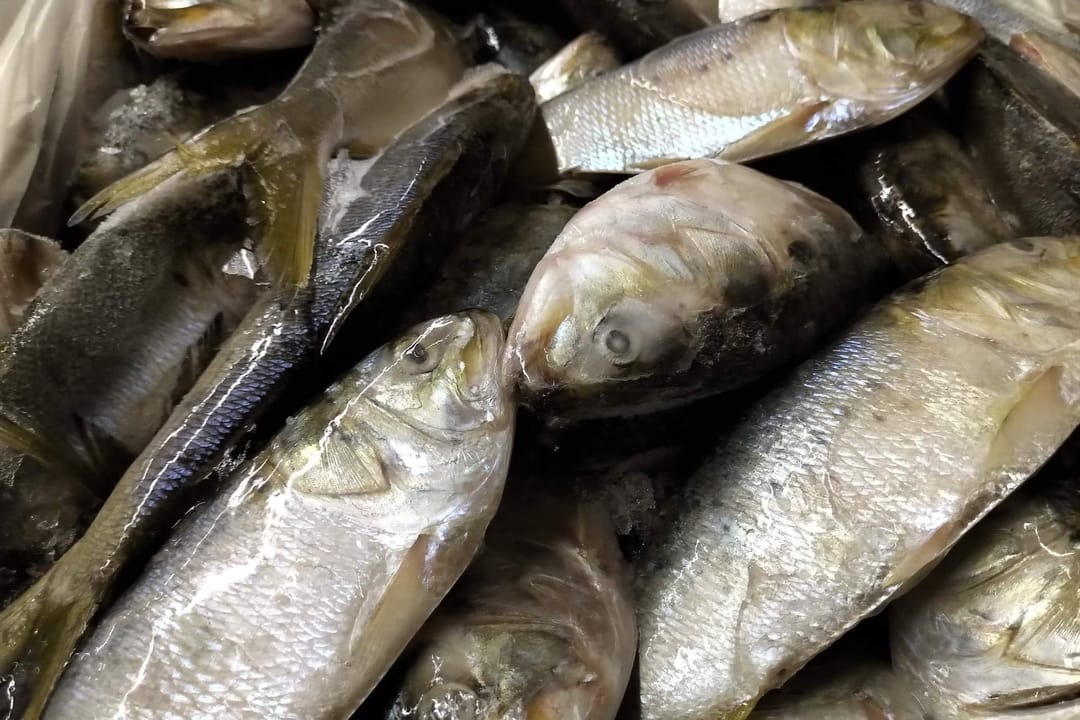 Menhaden (Pogy) | Frozen & Live Bait For Sale | Can Am Bait