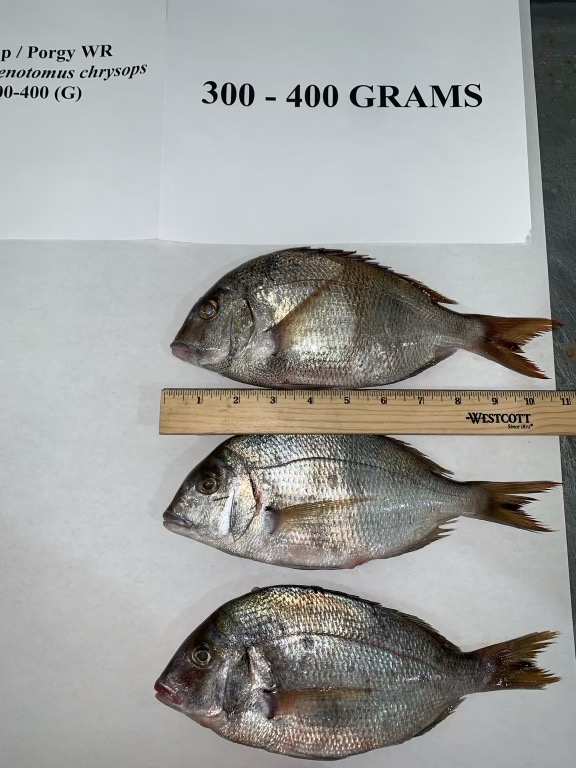 Scup (Porgies) | Frozen & Live Bait For Sale | Can Am Bait