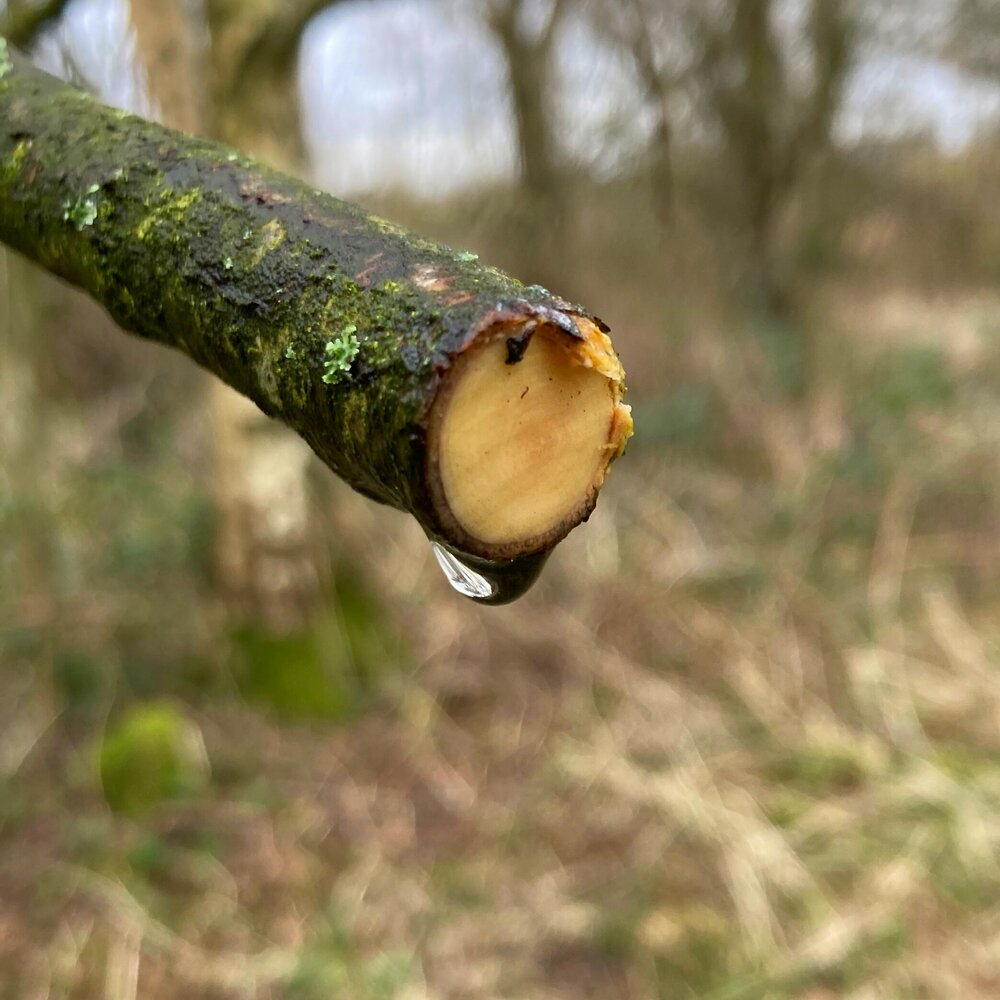 Silver Birch Sap