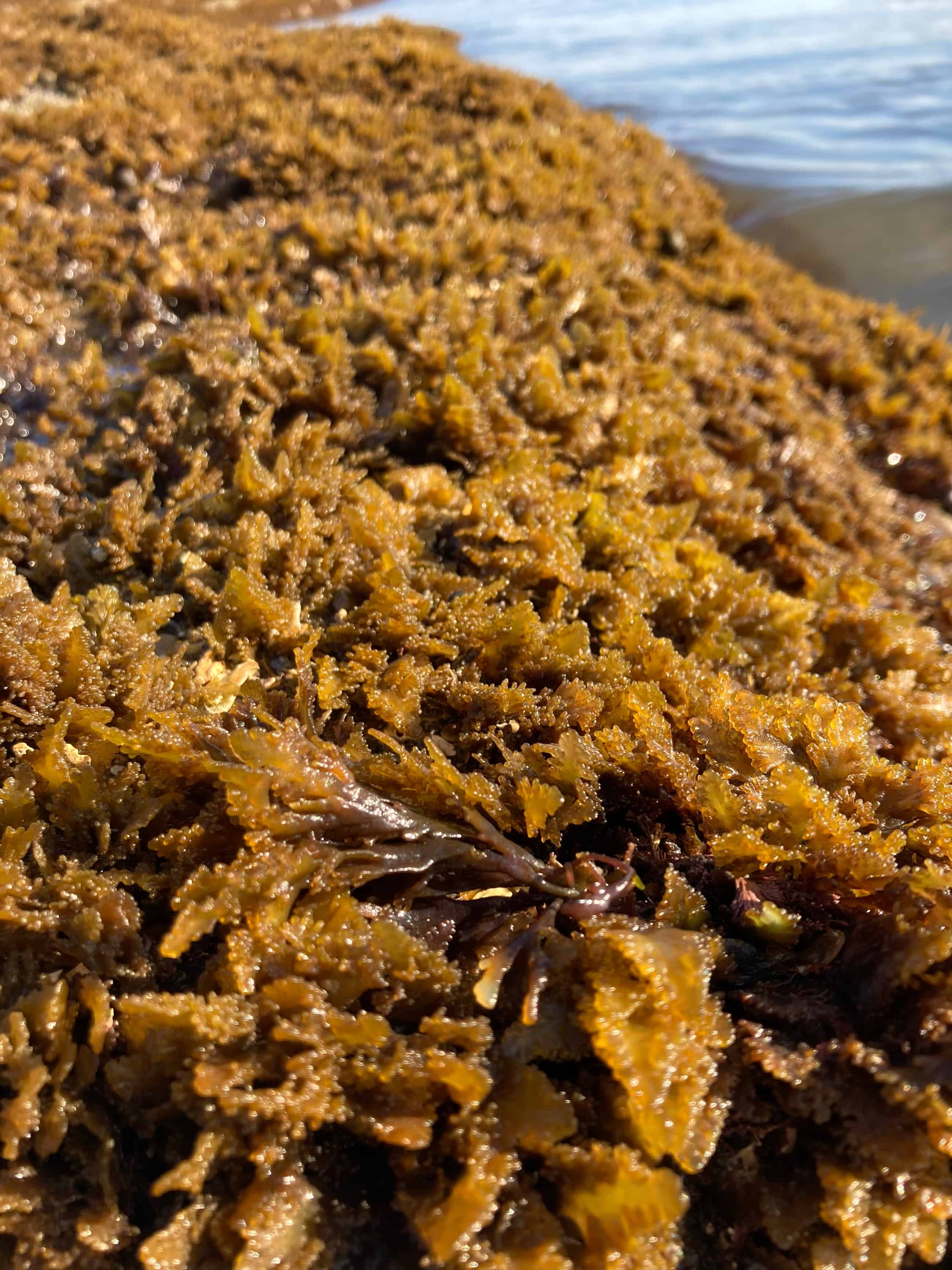 Forage Box - Wild and Foraged Food Subscription Box