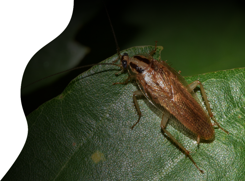 Cockroach Control in Las Vegas Valley | Roach Removal