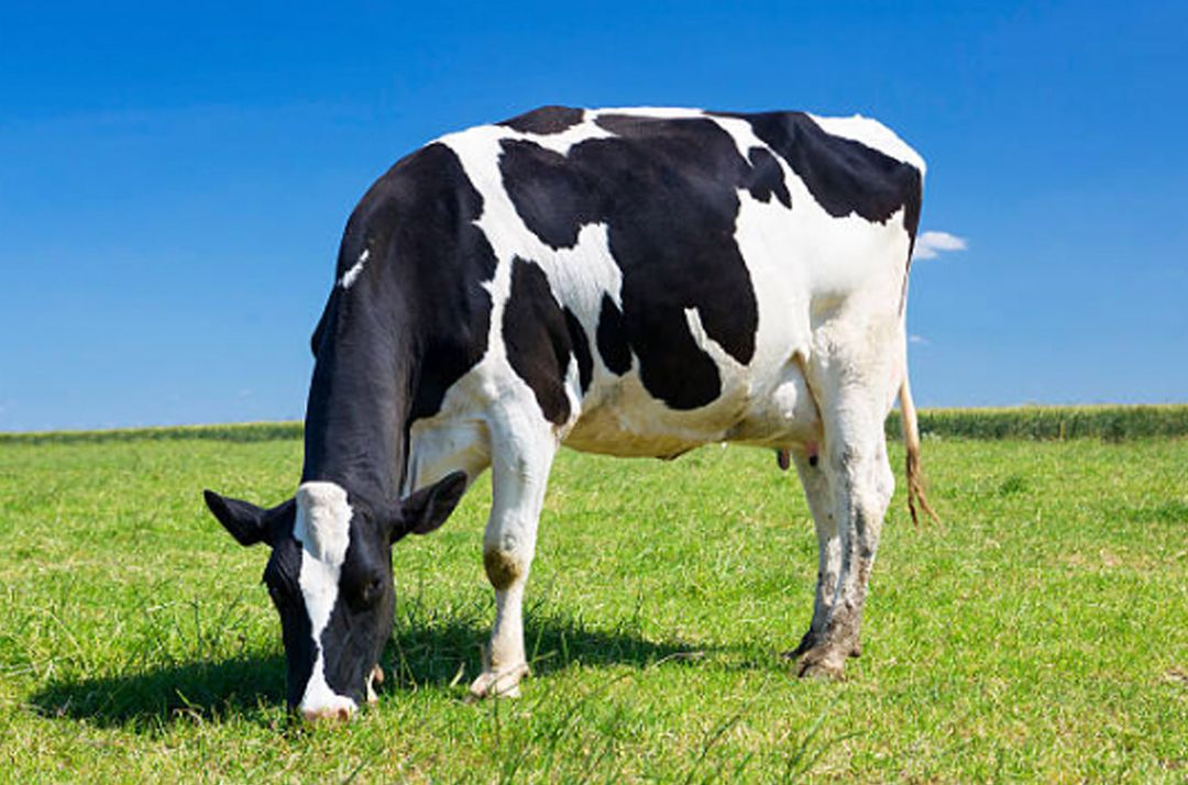 Home | Norvite Specialists in Animal Nutrition