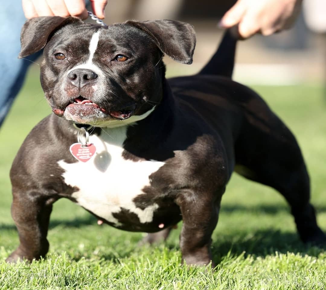 Producing Quality Bullies since 1990 | Best American Bully Breeders