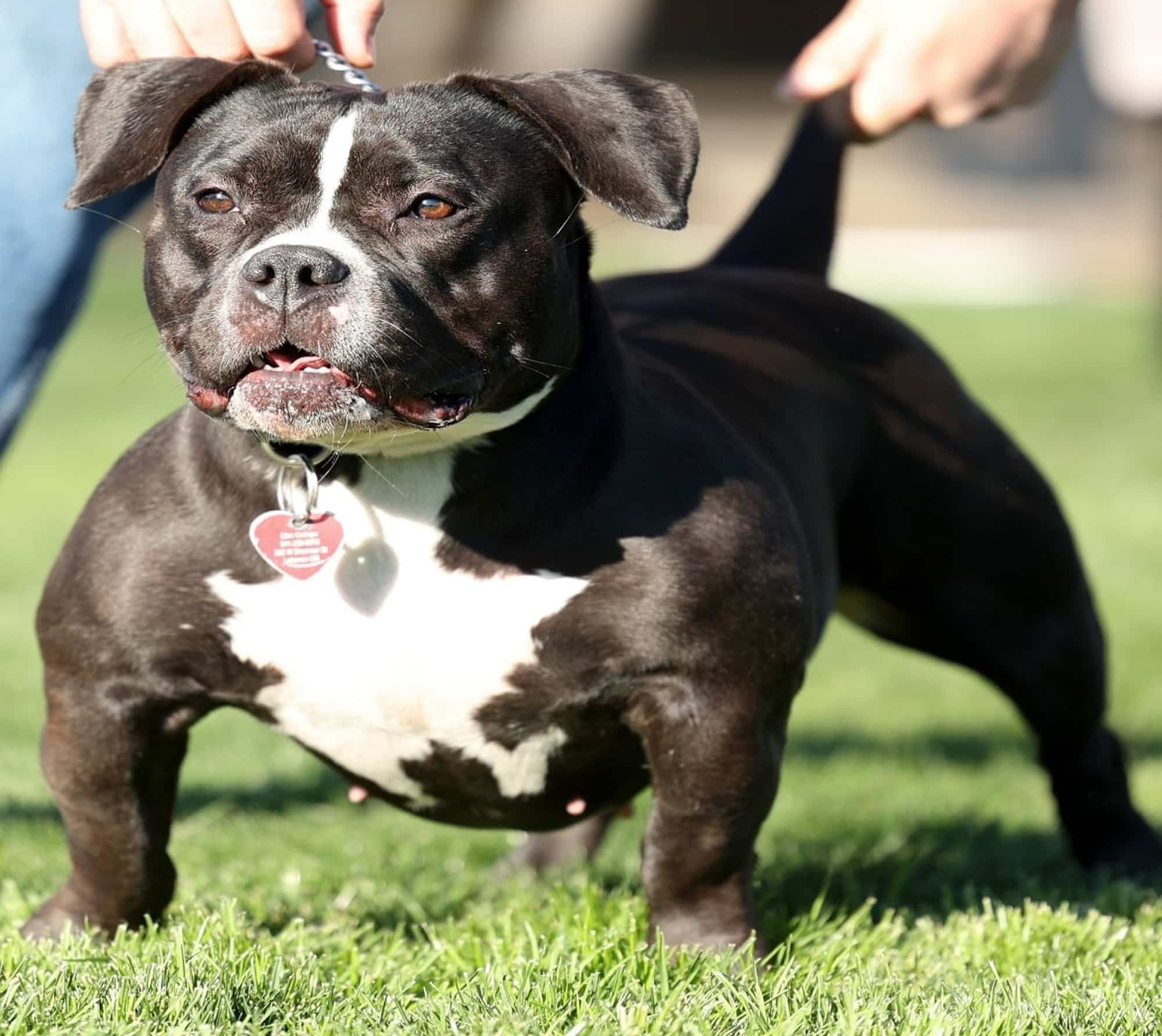 Producing Quality Bullies since 1990 | Best American Bully Breeders