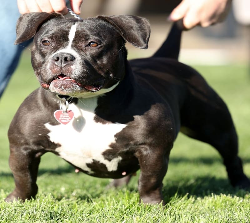 Producing Quality Bullies since 1990 | Best American Bully Breeders