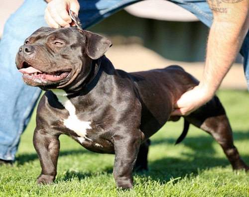 Producing Quality Bullies since 1990 | Best American Bully Breeders