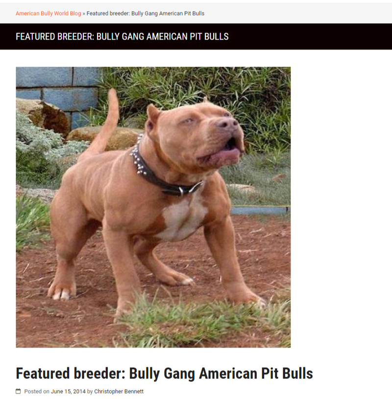Producing Quality Bullies since 1990 | Best American Bully Breeders