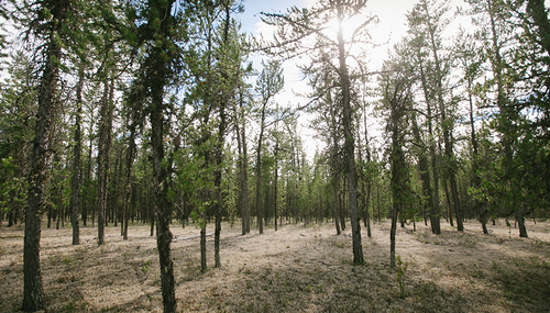 Optek Solutions - Support Services