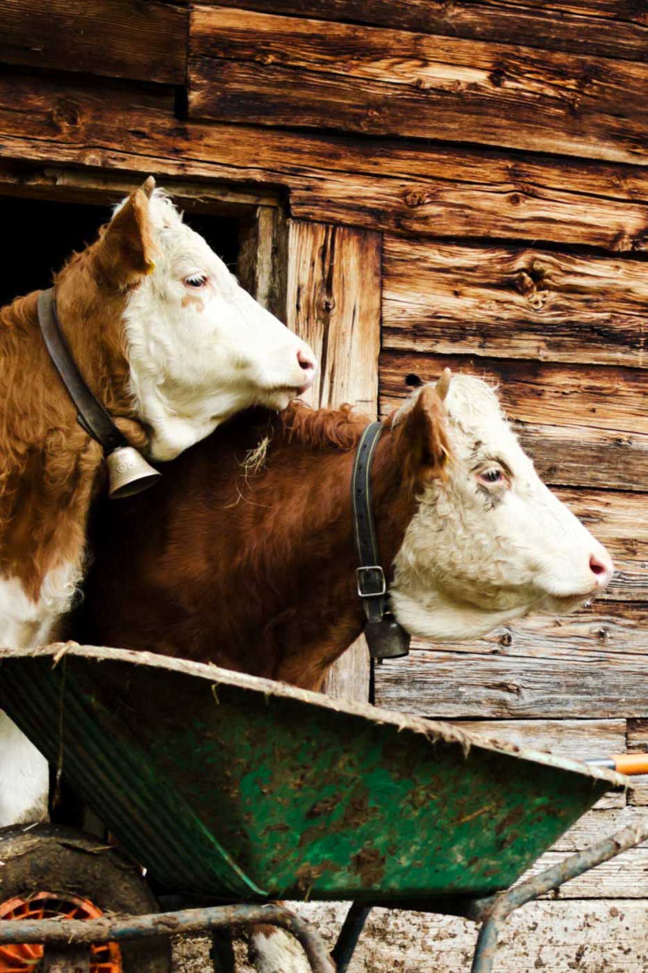 Cow-Shed Business Startup Support Guildford Surrey