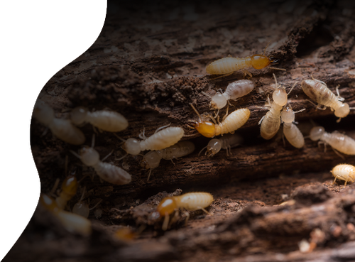 Termite Control Phoenix | Termite Pest Control Company | Agro Pest Control